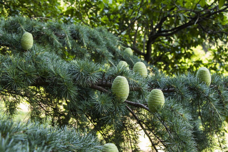 Cedrus Deodara in Botanic Garden, Pinaceae Tree Stock Photo - Image of ...