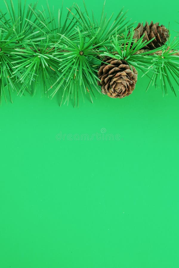 Cedrus Deodara Branch Isolated on Background Stock Photo - Image of ...