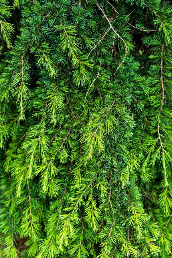 Cedrus Deodara, the Deodar Cedar, Himalayan Cedar, or Deodar Stock ...