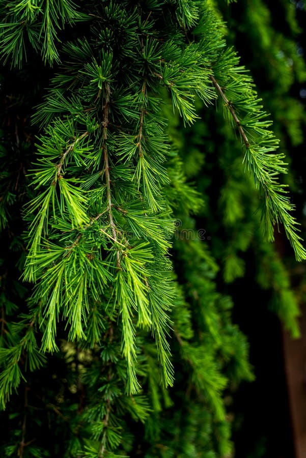 Cedrus Deodara, the Deodar Cedar, Himalayan Cedar, or Deodar Stock ...