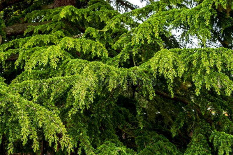 Cedrus Deodara, the Deodar Cedar, Himalayan Cedar, or Deodar Stock ...