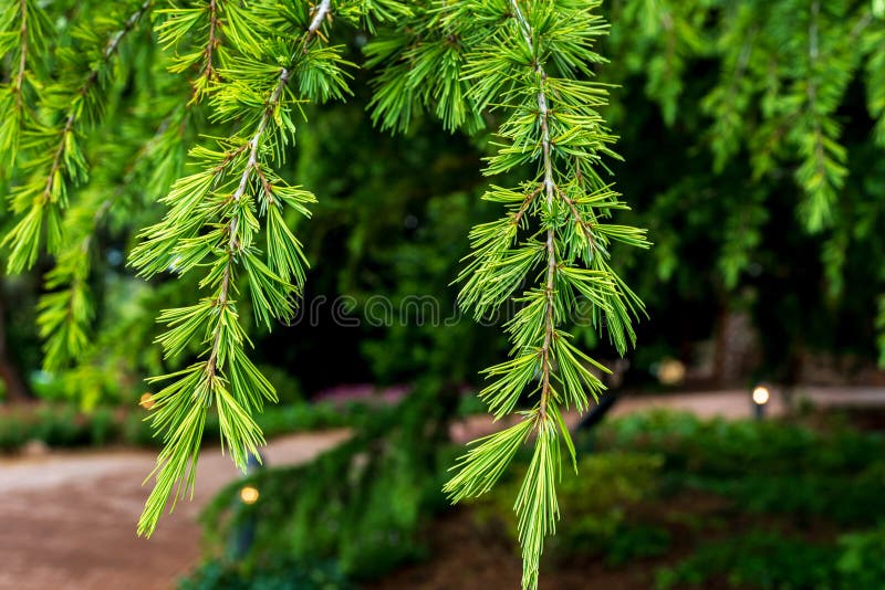 Cedrus Deodara, the Deodar Cedar, Himalayan Cedar, or Deodar Stock ...