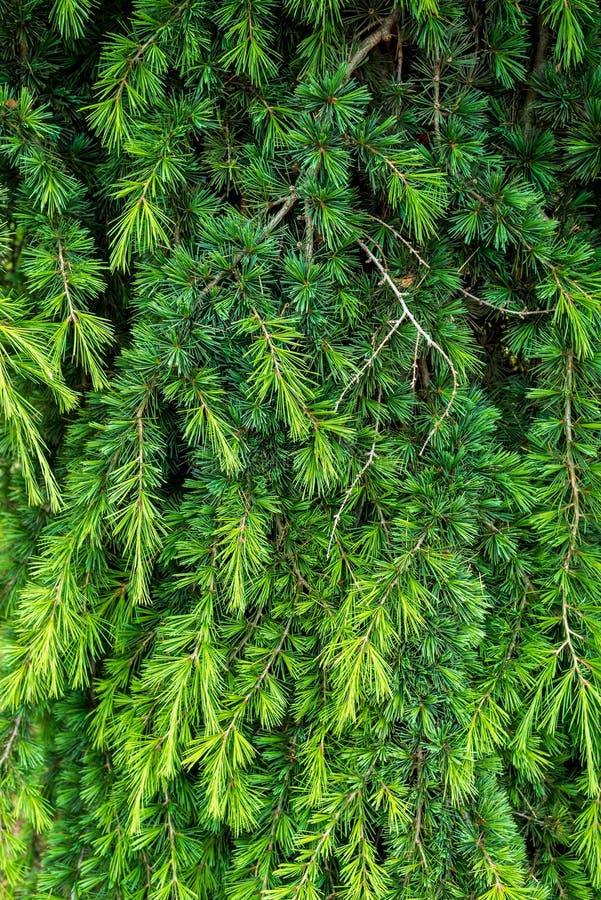 Cedrus Deodara, the Deodar Cedar, Himalayan Cedar, or Deodar Stock ...
