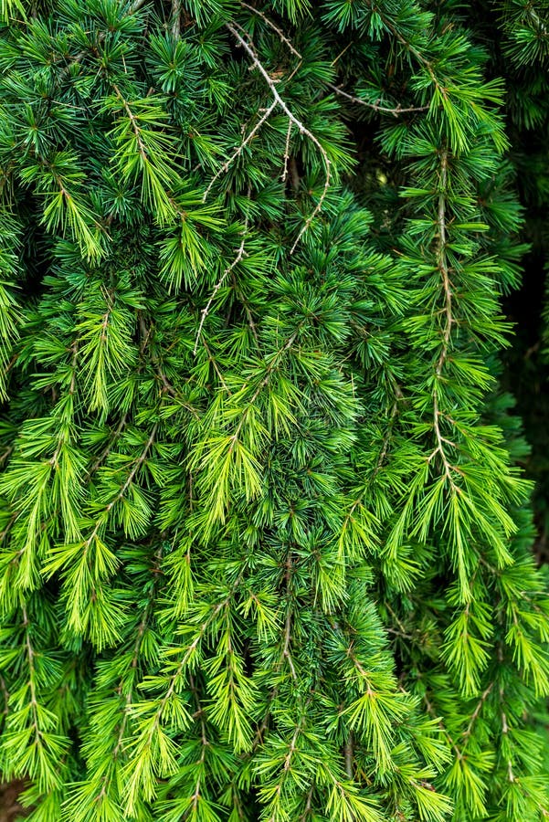 Cedrus Deodara, the Deodar Cedar, Himalayan Cedar, or Deodar Stock ...