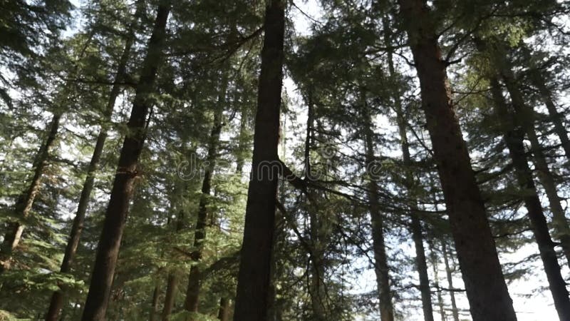 Deodar Tree, Deodar Cedar or Himalayan Cedar in India. Stock Footage ...
