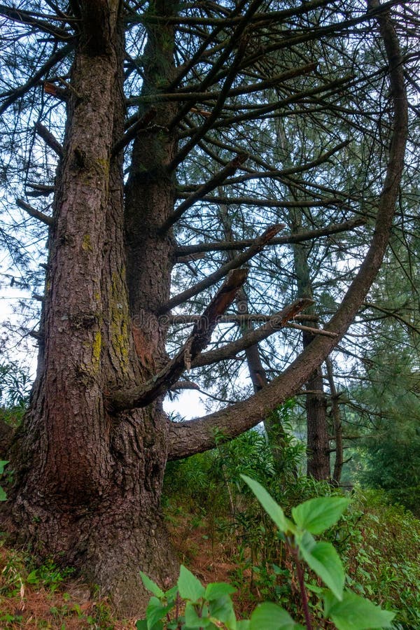 Cedrus Deodara, the Deodar Cedar, Himalayan Cedar, or Deodar Tree in ...