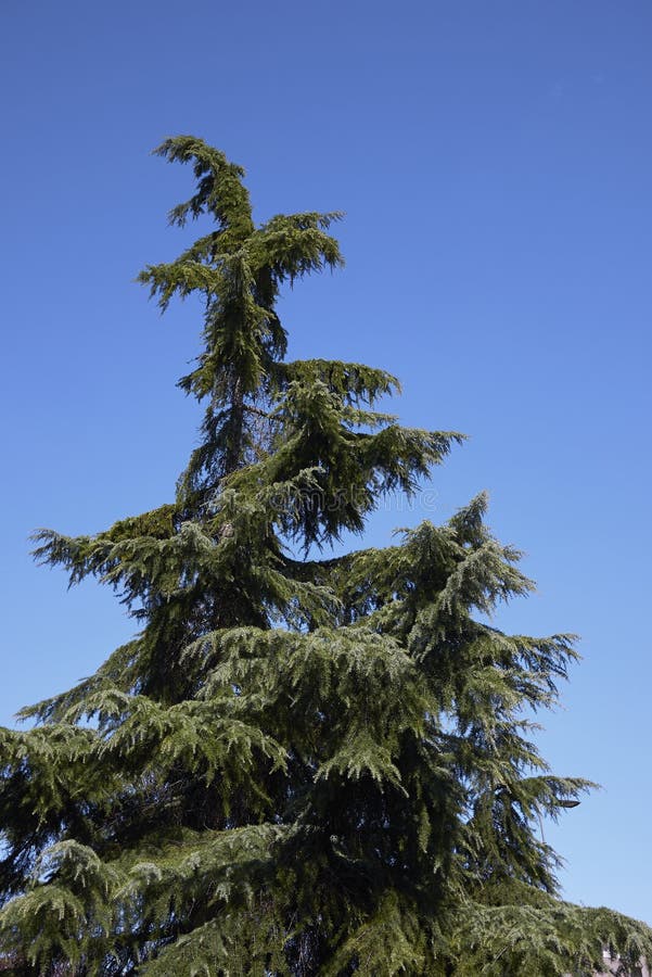 Cedrus Deodara Bark Close Up Stock Image - Image of conifer, deodar ...