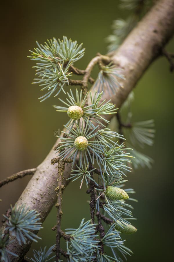 Cedrus Deodara Tree Mostly Known As Cedar with Seed Cones Stock Photo ...