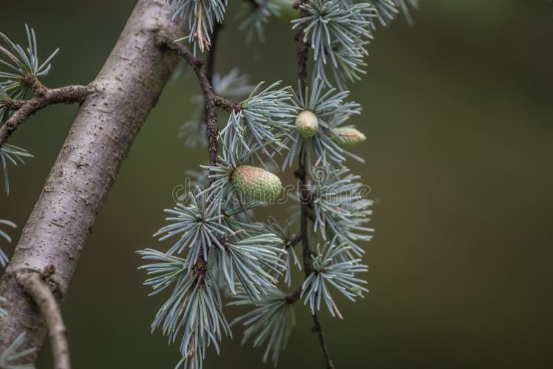 Cedrus Deodara Tree Mostly Known As Cedar with Seed Cones Stock Photo ...