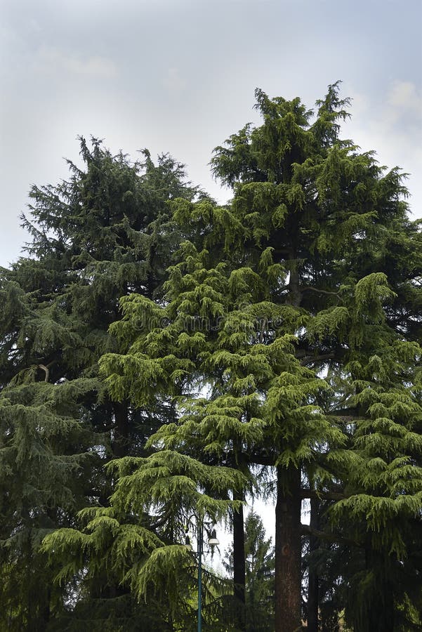 Cedrus deodara landscape stock image. Image of ayurvedic - 199041341