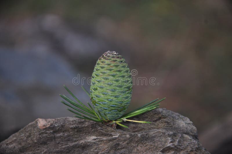 Cedrus seed. stock image. Image of road, mata, bridge - 119468021