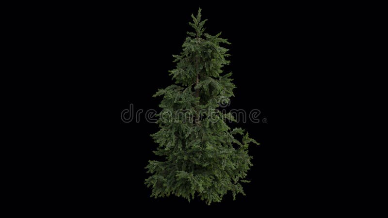 Cedrus Tree Blowing in the Wind. Wind Blows the Cedar Tree with ...