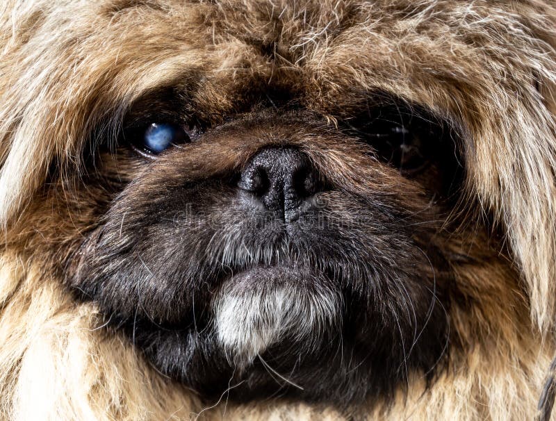 Ceguera En El Ojo Del Perro Imagen de archivo - Imagen de perro, macro ...