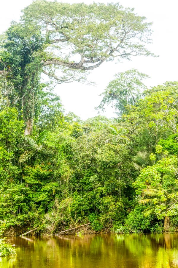 Ceiba Amazonica Ou Sumaumeira Imagem de Stock - Imagem de nave, grande ...