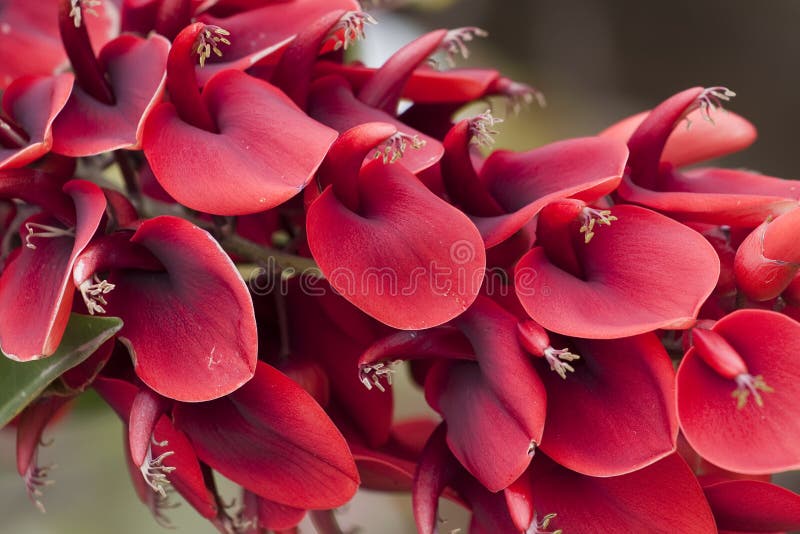 Ceiba Flower (Erythrina Cristagalli) Stock Photo - Image of cotton ...