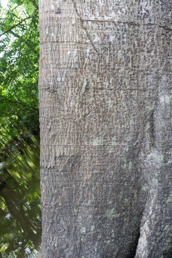 Ceiba Pentandra Tree Trunk in the Amazon Rainforest Stock Photo - Image ...