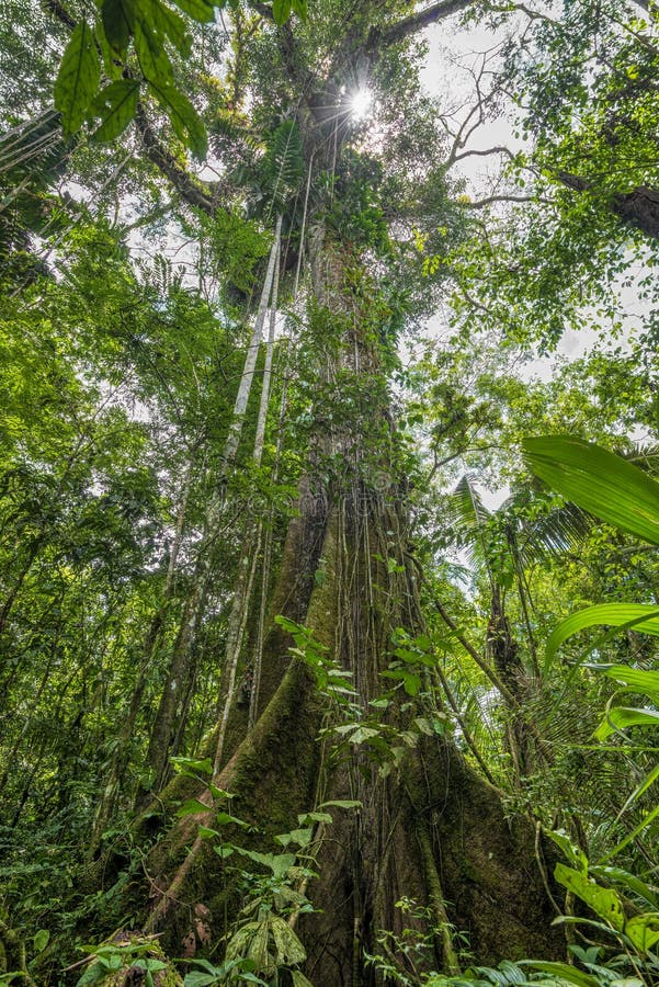 Ceiba Pentandra Tropical Tree of the Amazon Forest Stock Image - Image ...