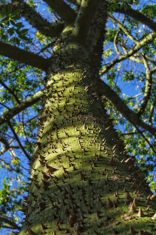 Ceiba speciosa trunk stock image. Image of prickly, fresh - 105772397
