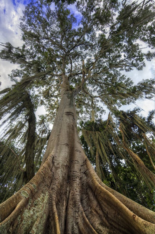 Thorn Spike Tree Puerto Rico Ceiba Protected Stock Image - Image of ...
