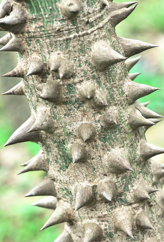 Ceiba tree thorn stock photo. Image of bombacaceae, spinous - 23622890