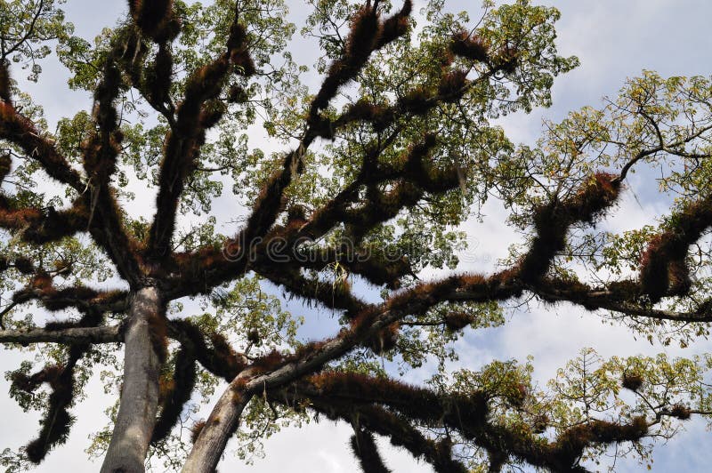 A Ceiba Tree at Tikal National Park, Guatemala Stock Image - Image of ...