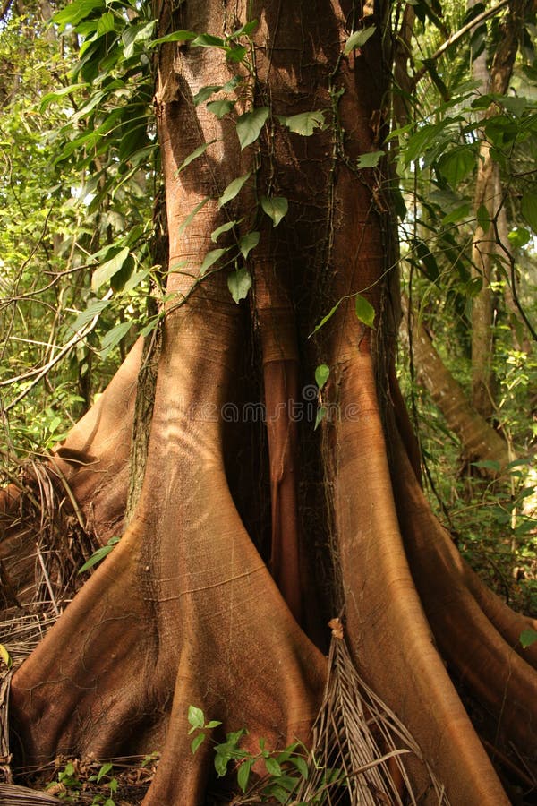 Ceiba, Tropical Tree, Tayrona National Park Stock Photo - Image of ...