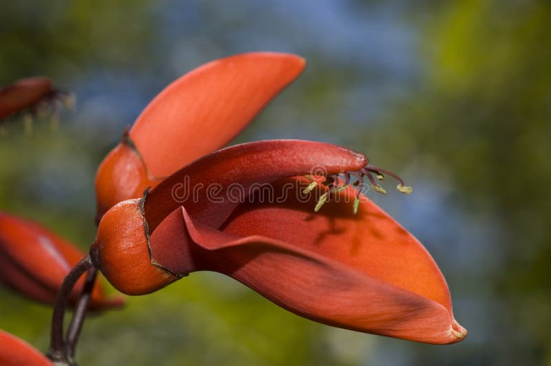 Ceibo Flowers, Erythrina Crista-galli. Stock Photo - Image of isolated ...