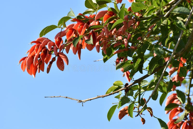 Ceibo Flowers - Uruguay National Flowers Stock Image - Image of ceibo ...