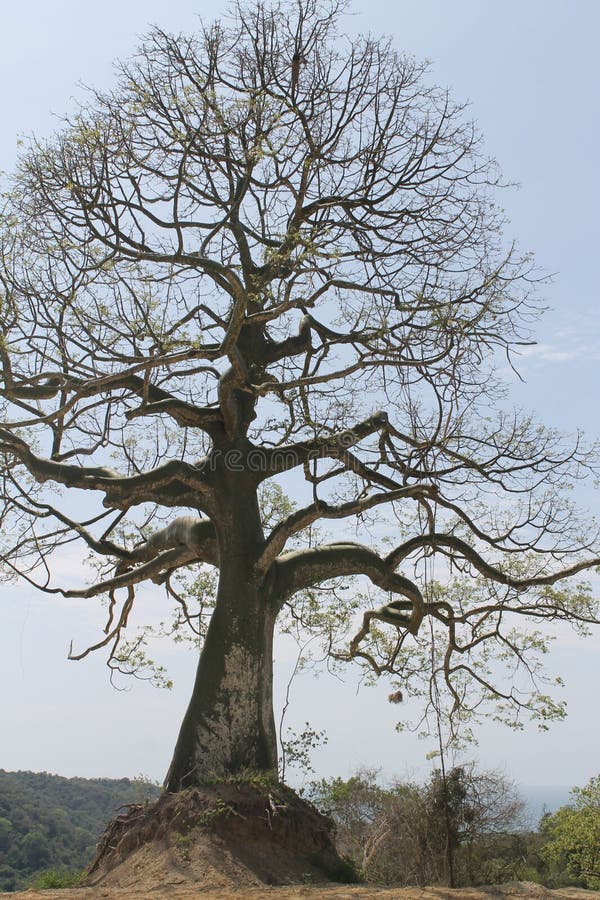 Ceibo tree, Bahia Ecuador stock photo. Image of tree - 49766412