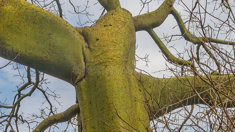 Ceibo Tree Detail, Dry Forest, Guayaquil, Ecuador Stock Image - Image ...