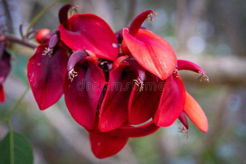 Close up of a ceibo flower stock photo. Image of detail - 180991036