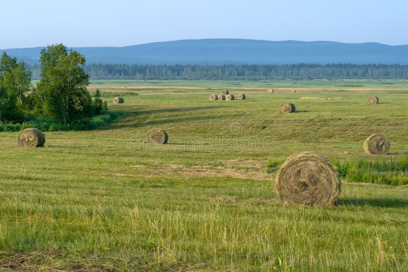 imagens de stock Ceifa - Baixe 3,077 Royalty Free