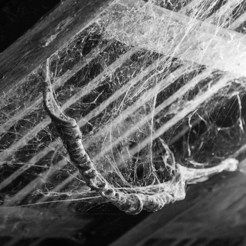 565 Spider Ceiling Stock Photos - Free & Royalty-Free Stock Photos from ...