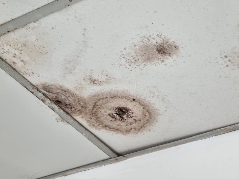 The Ceiling is Moldy Wall Panels Stock Photo - Image of construction ...