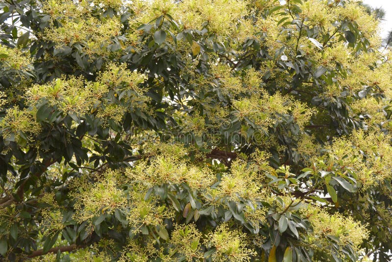 Cekiang Machilus with Flowers Stock Photo - Image of botanical, tree ...