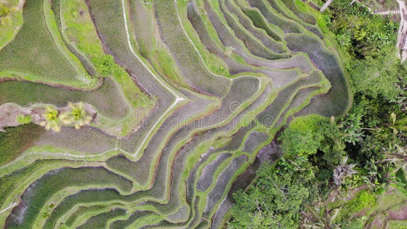 Ceking Rice Terrace in Bali, Indonesia. Rice Fields in Background Stock ...