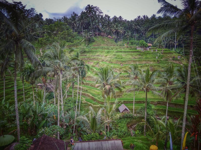 Ceking Rice Terrace in Bali, Indonesia. Rice Fields in Background ...