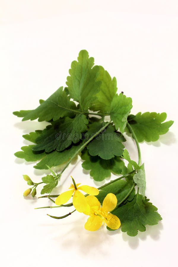 Celandine stock image. Image of yellow, purifier, chelidonium - 24788171