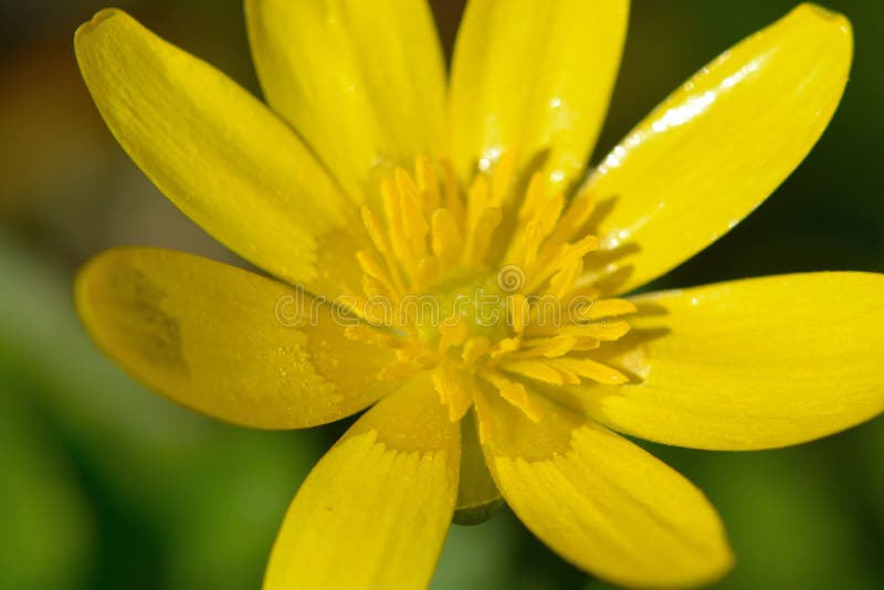 Celandine stock image. Image of flower, celandine, yellow - 89603235