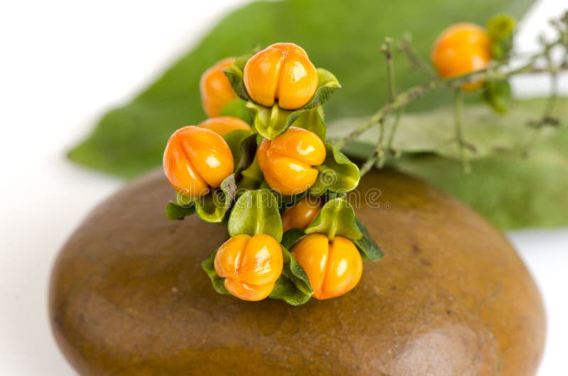 Celastrus Paniculatus Willd. Stock Image - Image of hydrotherapy, small ...