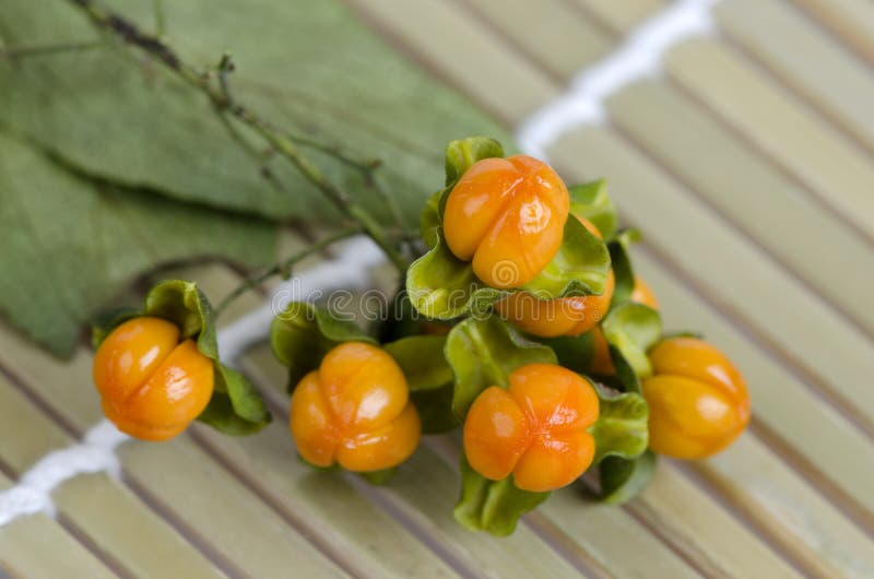 Celastrus Paniculatus Willd. Stock Photo - Image of orange, herbs: 42633324
