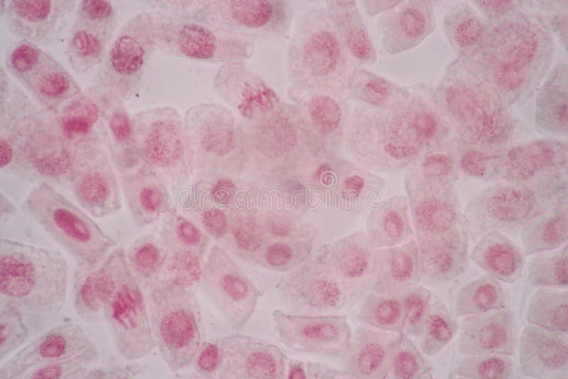 Celdeling En Celcyclus Onder De Microscoop. Stock Foto - Image of ...