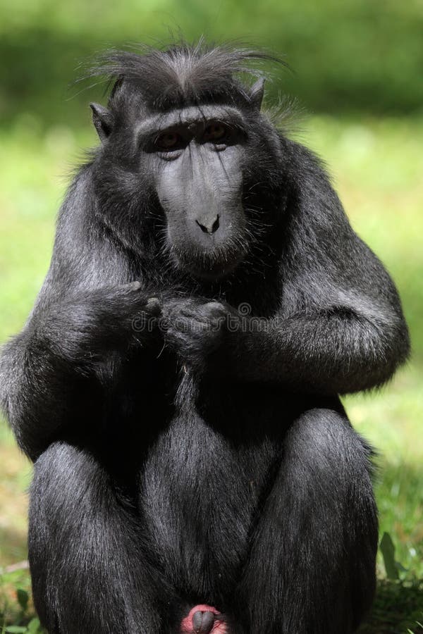 Celebes crested macaque stock image. Image of detail - 19747331