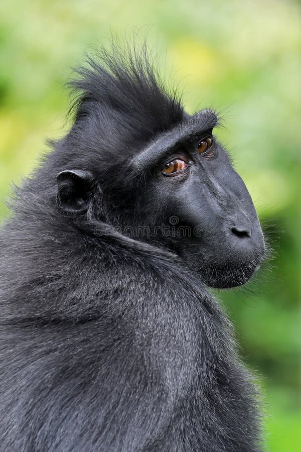 Celebes Crested Macaque stock image. Image of animal - 198072261