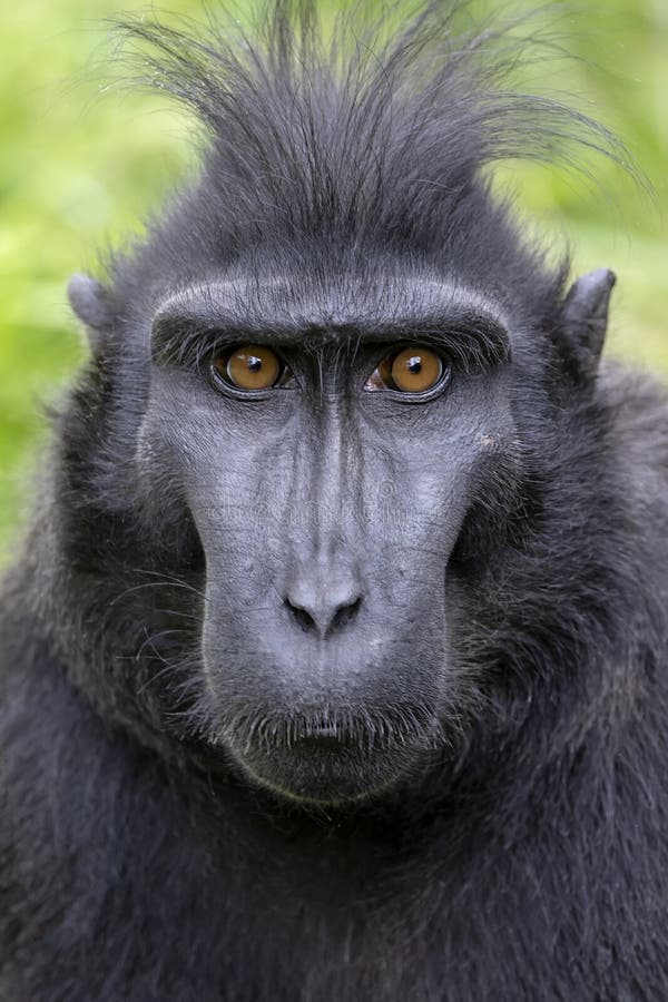 Celebes crested macaque stock image. Image of white - 245995195