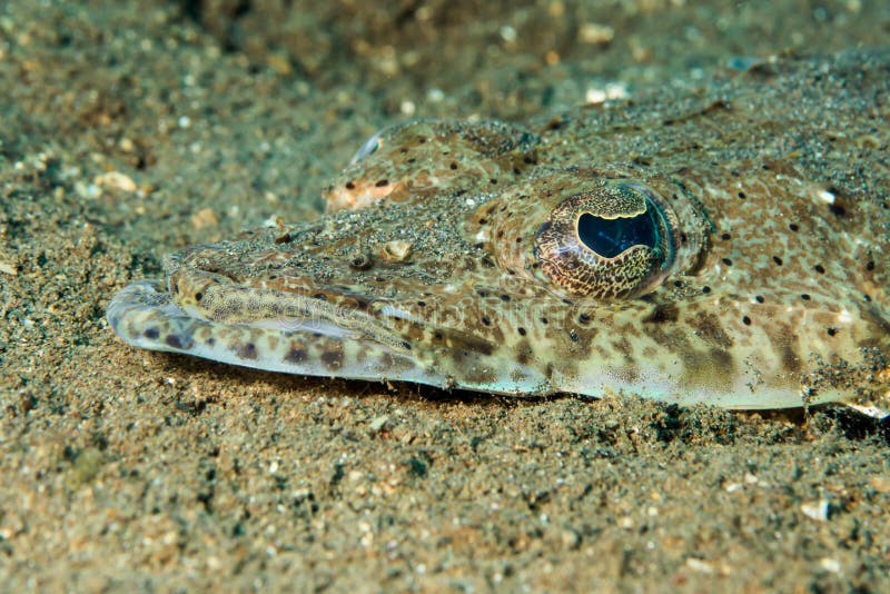 Celebes Flathead Fish Closeup Stock Photo - Image of small, reef: 220891640