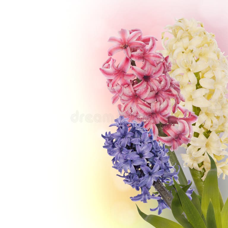 Celebration card stock image. Image of bloom, pink, leaf - 30793627