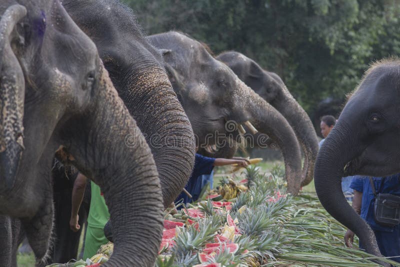 Celebration for Elephant in Phuket Editorial Photography - Image of ...