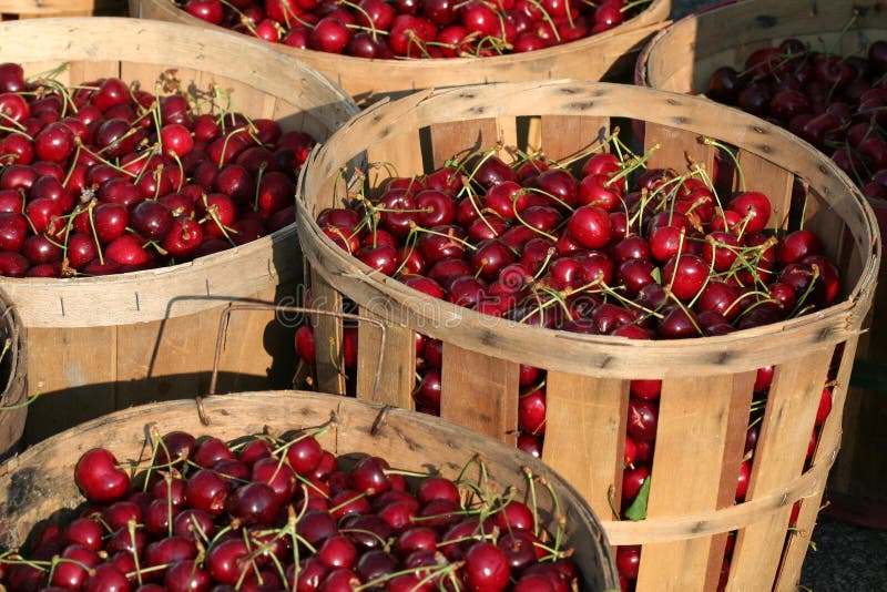 Celemines de cerezas imagen de archivo. Imagen de granja - 931593