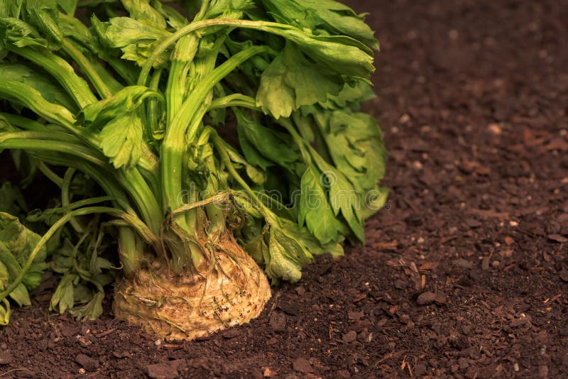 Celeriac or Celery Root in Ground in Vegetable Garden Stock Photo ...